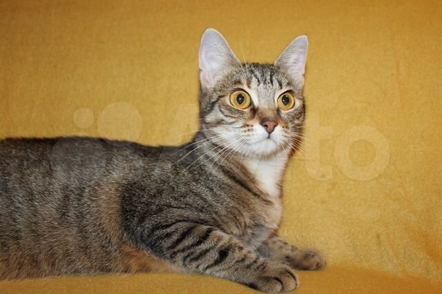 Тигруша - самая ласковая и дружелюбная кошка