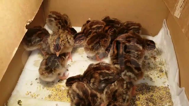 Цесарята бройлерные, вывод 29 апреля