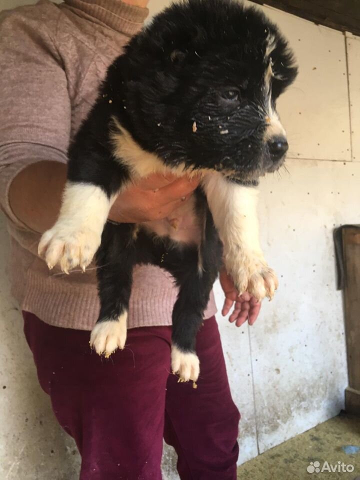 Среднеазиатская овчарка