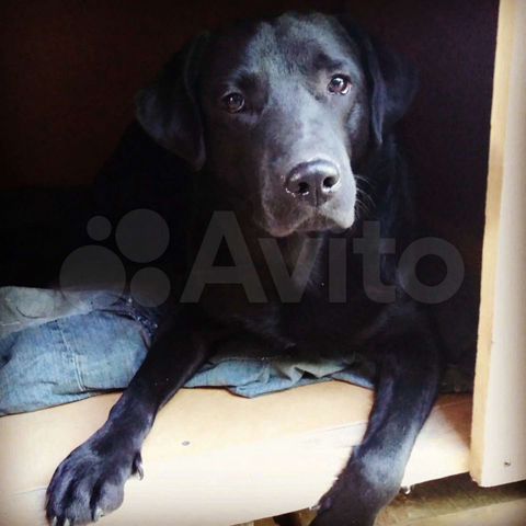 Кобель лабрадора вязка