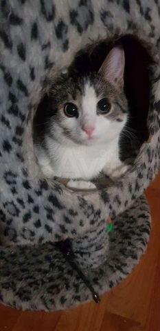 Самая ласковая и ручная кошка 4,5мес Милана привит