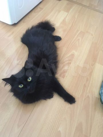 Котенок от кота сына маминой подруги