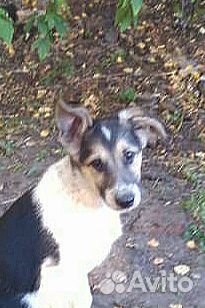 Щенок мальчик 3 месяца