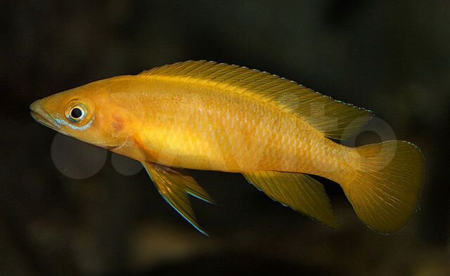 Рыбка лампрологус апельсиновый