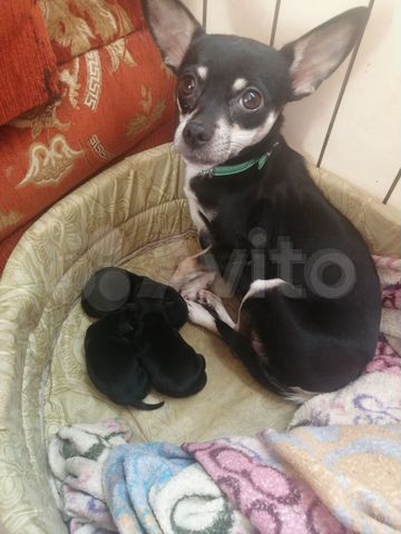 Маленькое счастье