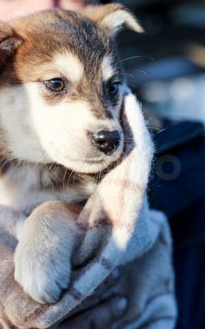 Девочка хасочка ищет дом