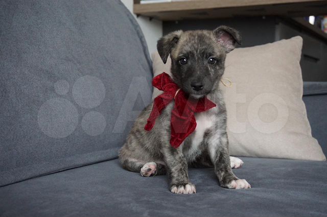 Ричард ищет дом