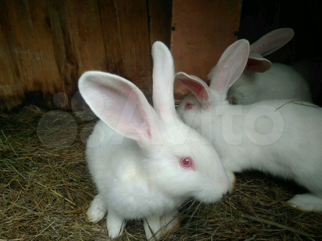 Крольчата белый великан