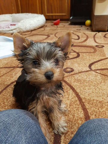 Щенки йоркширского терьера