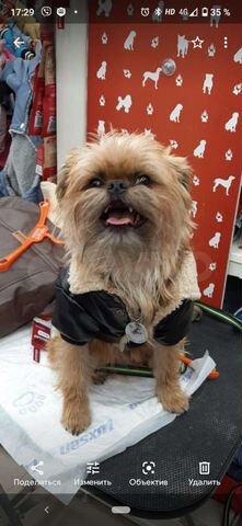 Брюссельский гриффон