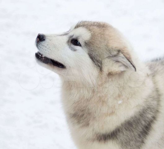 Аляскинский маламут