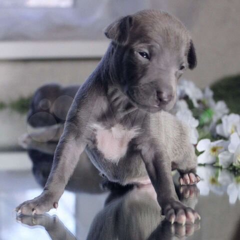 Щенок левретки