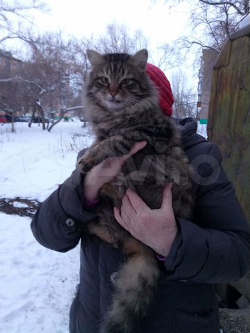 Сибиряк Симба