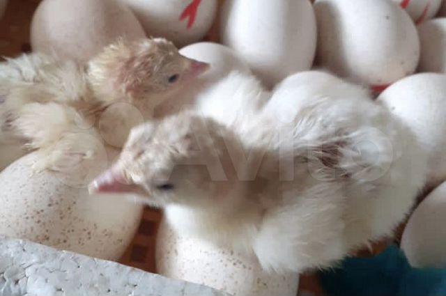 Индюшата Big6