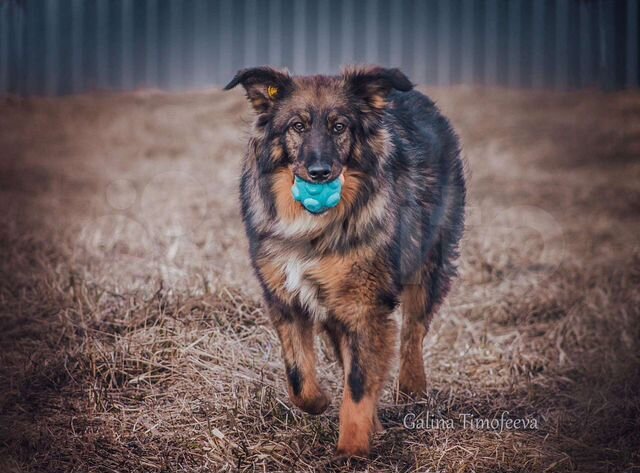 Плюша в добрые руки