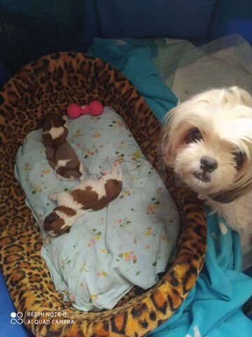 Щенок щи-тцу, мальчик, родился 3 апреля