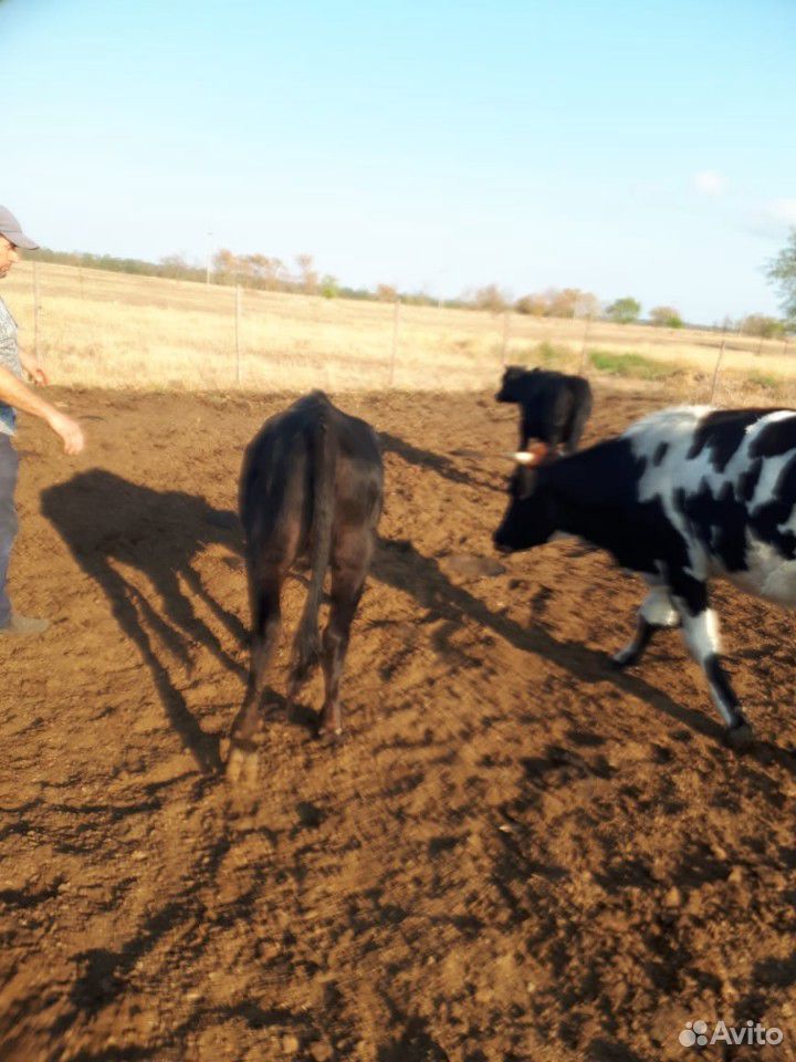 Телки и телята