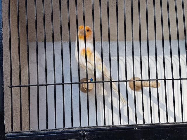 Продам пару канареек