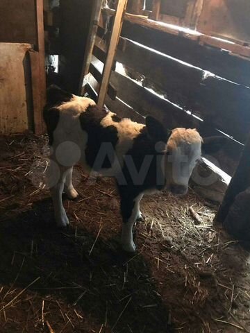 Телёнок бык