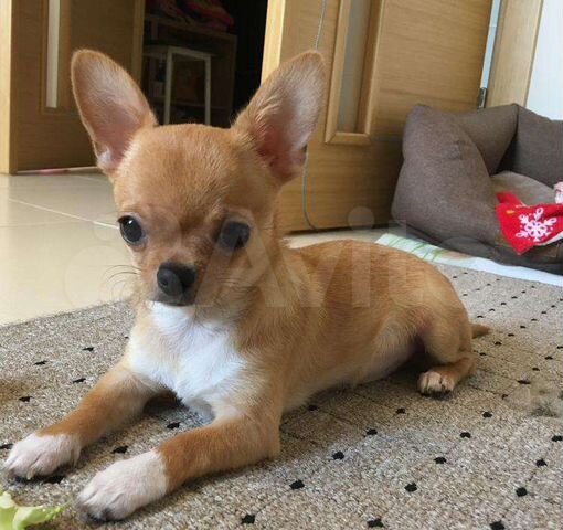 Мальчик чихуахуа кобби