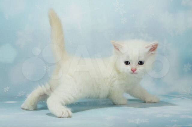 Невские маскарадные котята с документами питомник