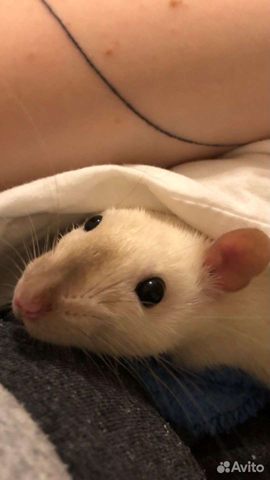 Сиамский крыс с клеткой