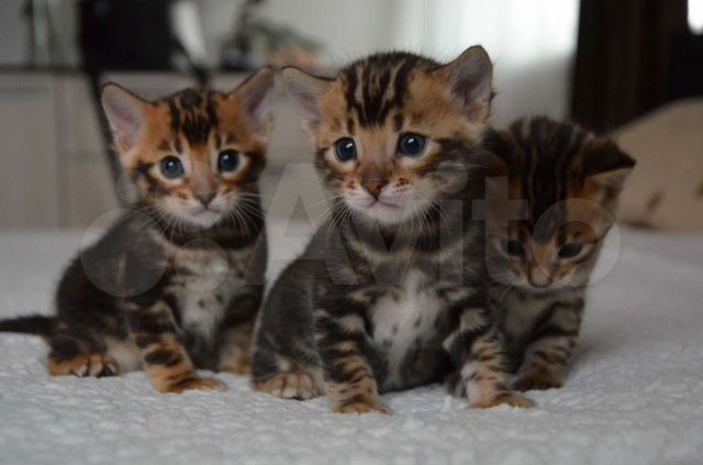 Бенгальские котята (резерв)