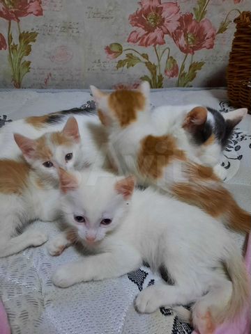 Котята