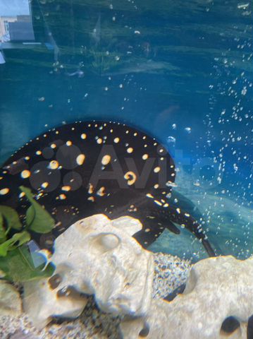 Скат пресноводный Леопольди.диаметр 28см