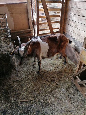 Коза Альпа-Нубийка