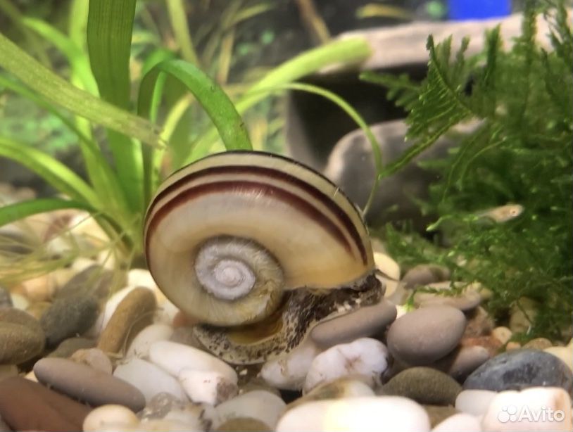 Улитка аквариумная (мариза)