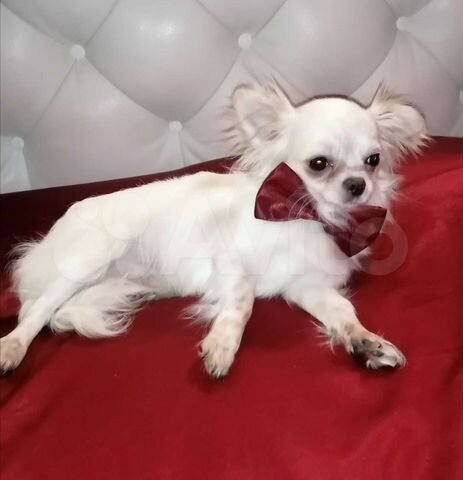 Вязка чихуахуа mini