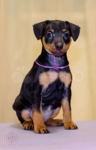 Цвергпинчер