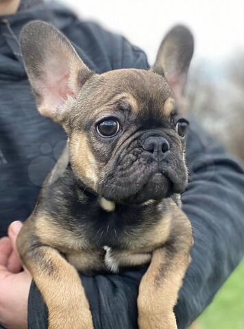 Французский бульдог голубогенная девочка