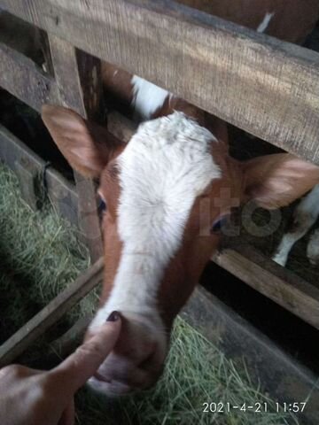 Телята домашние