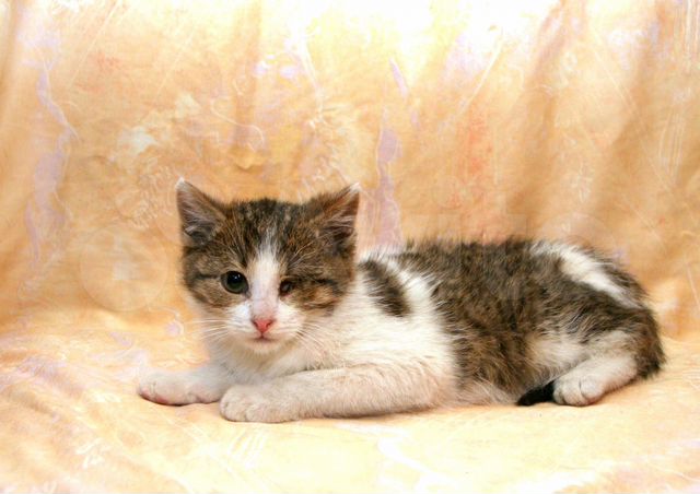 Хороший котёнок с одним глазиком
