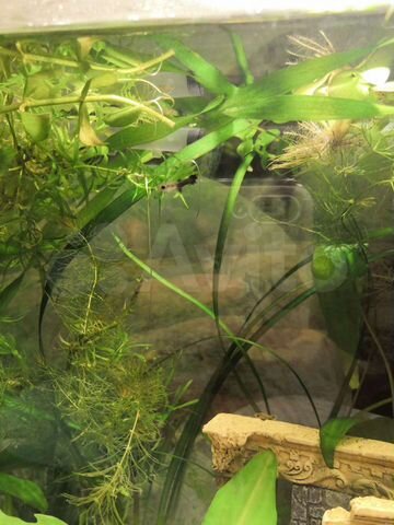 Рыбки гуппи