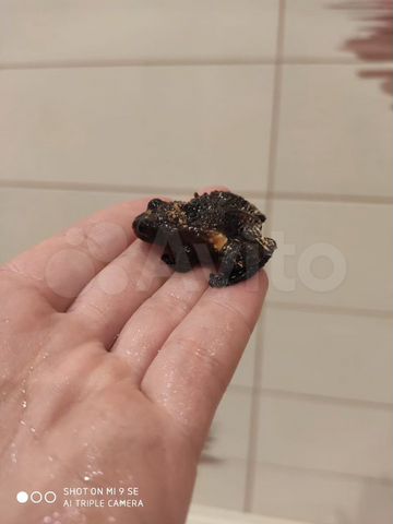 Телодерма асперум Theloderma asperum