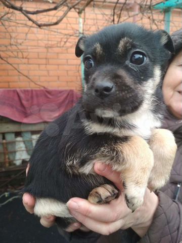 Собака девочка щенок 1.5 мес