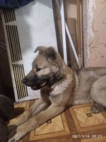 Щенок мальчик 6 месяцев крупный