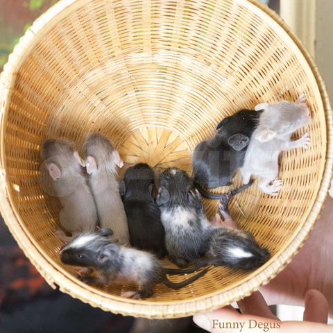 Дегу разных окрасов, из питомника Funny Degus