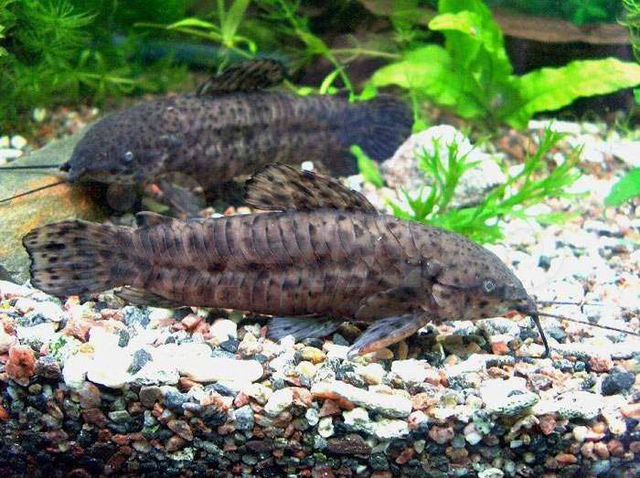 Аквариумные рыбки Торакатум