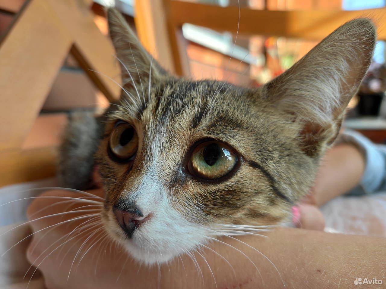 Котёнок Вася ищет дом