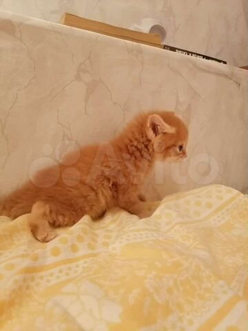 Котята в добрые руки бесплатно