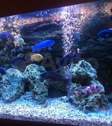 Рыбы озера Малави