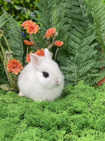 Хотот из Царского Кролика