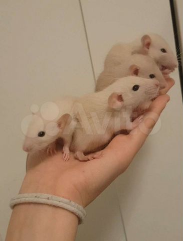 Сиамские крысята