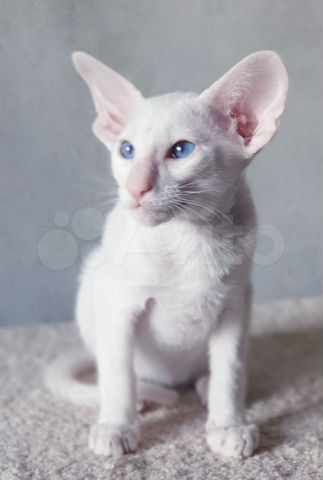 Ориентальные котята в современном типе